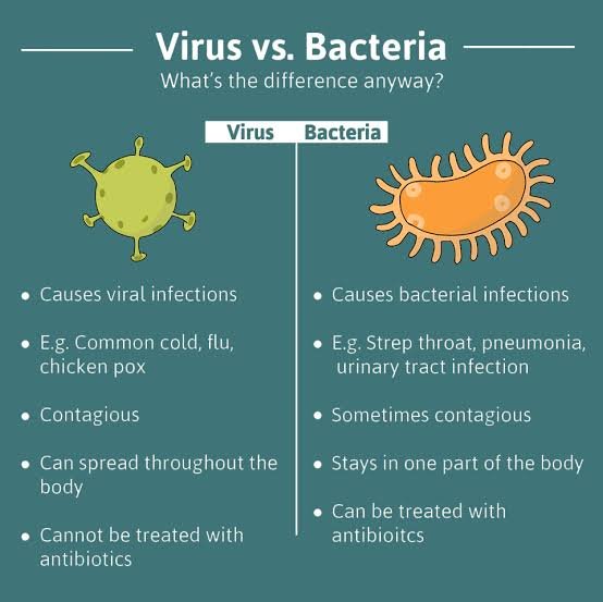 “Virus” vs. “Bacteria”: What’s The Difference?